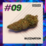 Top 10 BUZZNATION 100% Québécois des meilleurs cannabis de la SQDC