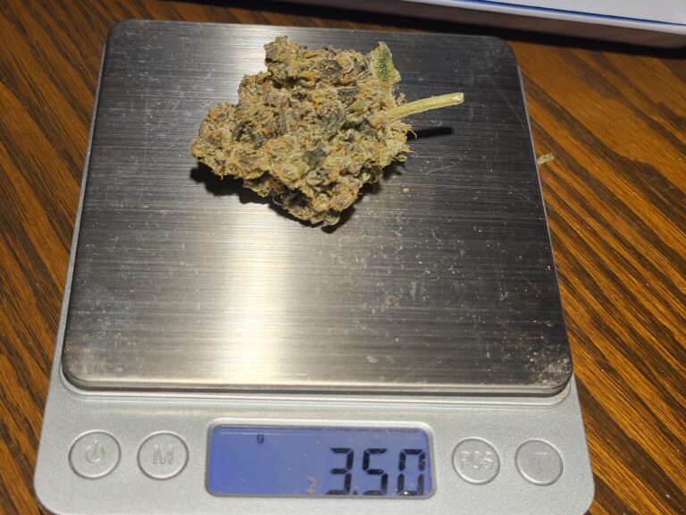 Mango Fuel par Clem & Co - BuzzNation